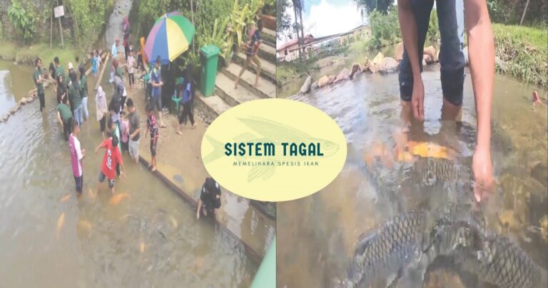 Sistem Tagal: Penyelamat Spesis Ikan – Kata Malaysia