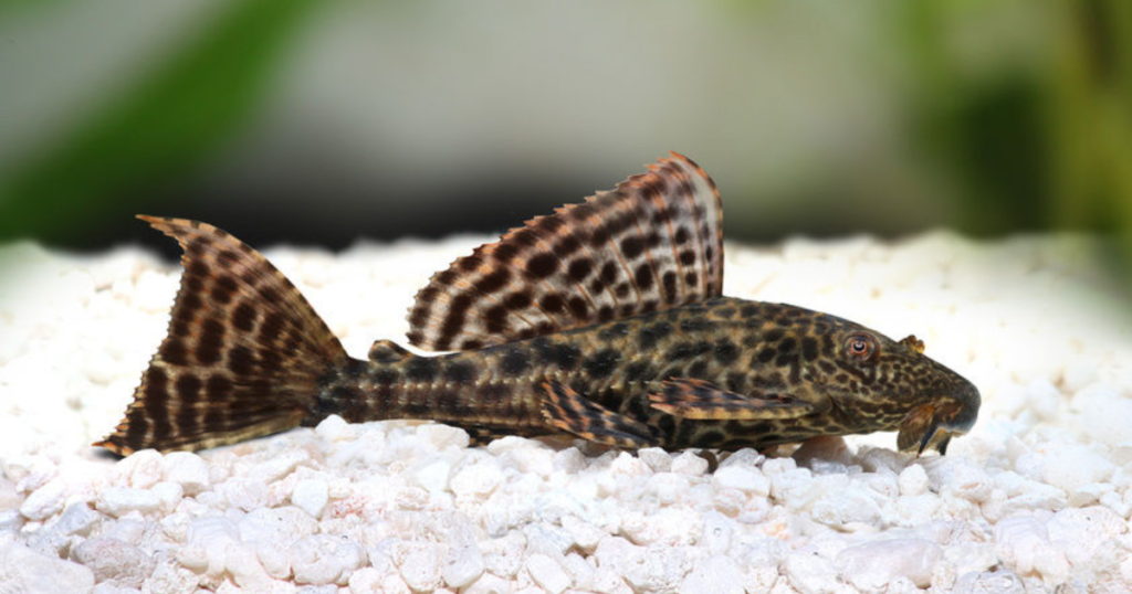 Ikan bandaraya yang membawa gangguan – Kata Malaysia